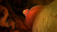 3D动画直击受精卵形成全过程,看完感慨母亲不易