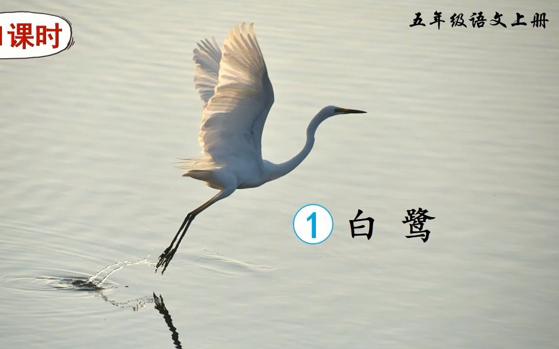 五年级语文上册课文1《白鹭》教学PPT课件设计