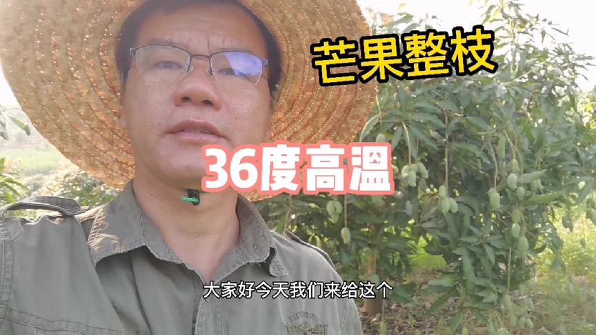 36度高温,给芒果修枝整枝,看看这大叔修剪技术怎么样?