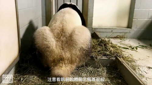 没想到刚出生的小熊猫跟小老鼠一样,长大后却非常可爱