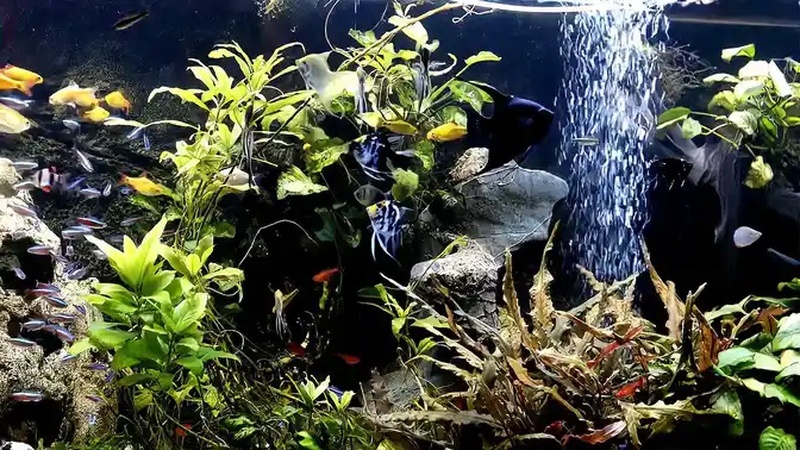 新手使用硝化细菌时容易踩的几个坑,导致效果不佳或无效