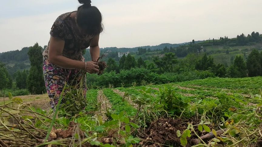 老农民种庄稼,说看天吃饭天时地利人和,种植时雨水匮乏收成不好