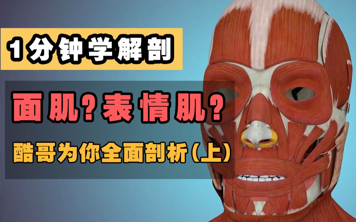 【1分钟学解剖】面肌(上)全面解析面肌,那些你遗忘的知识有哪些?