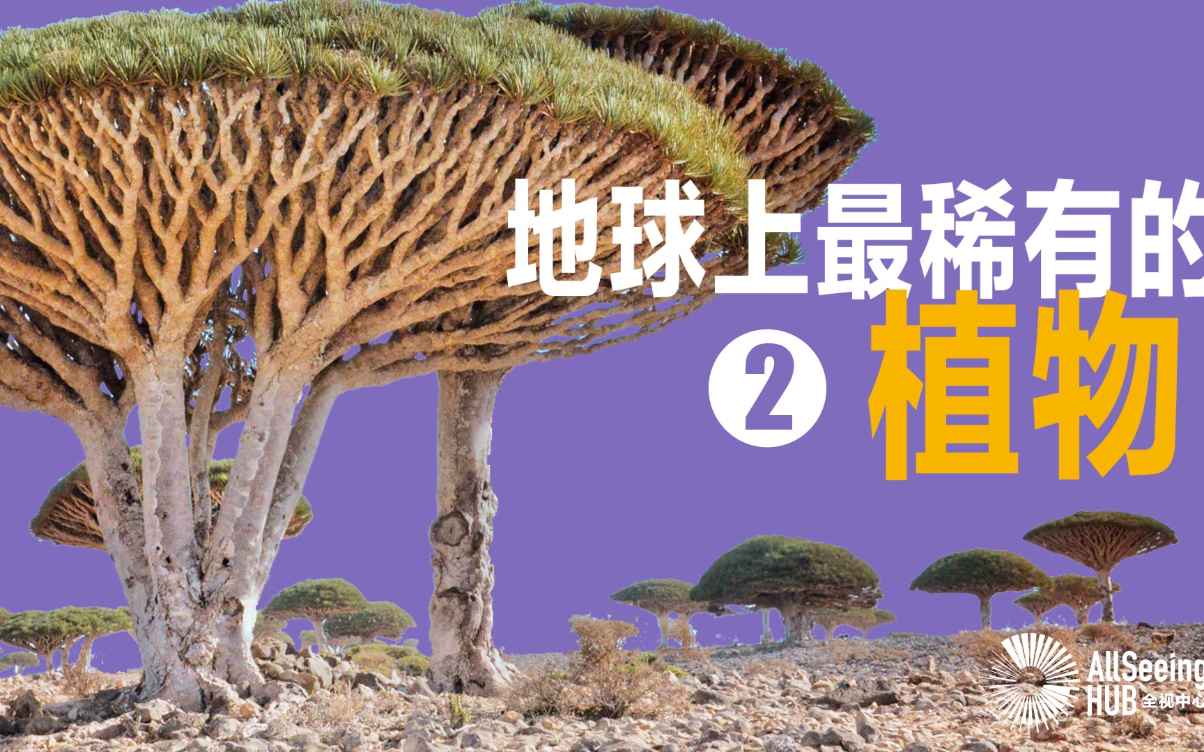 地球上最稀有的植物(二)Corpseflower/巨魔芋/尸花/尸体花/热带雨林/...