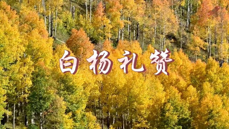 白杨礼赞国庆春节革命精神诗歌朗诵演讲配乐大屏幕高清LED背景视频...