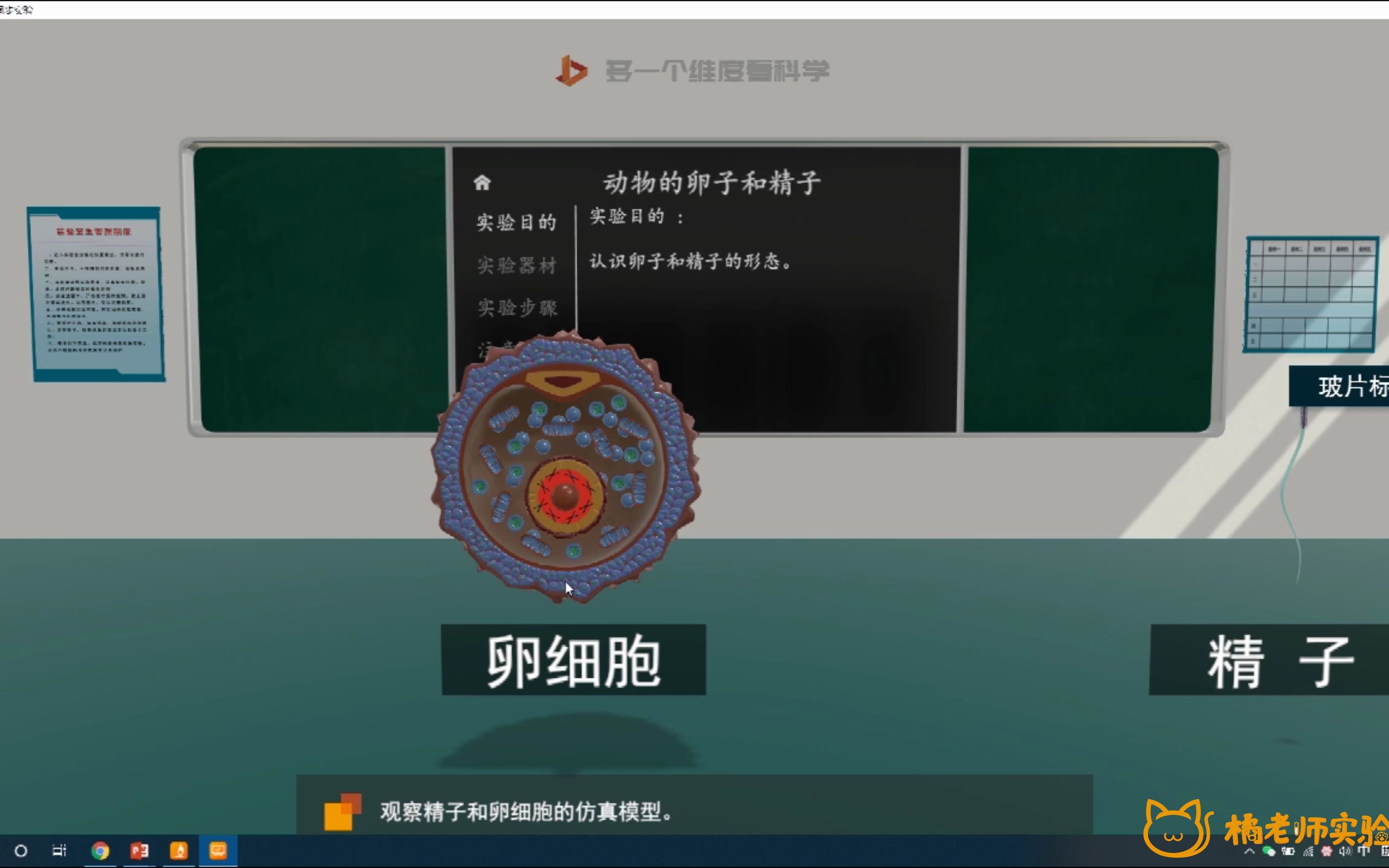 【橘老师实验室】动物的卵子和精子