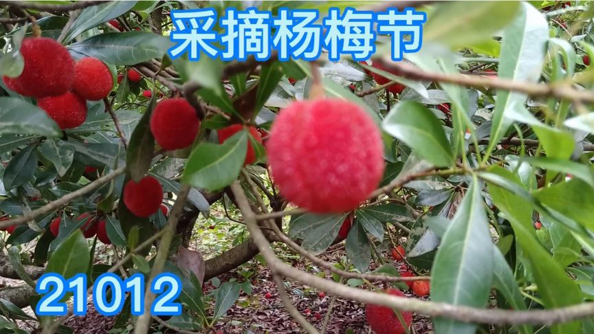 望梅止渴是解释是什么?享受采摘杨梅的过程,分享劳动成果!