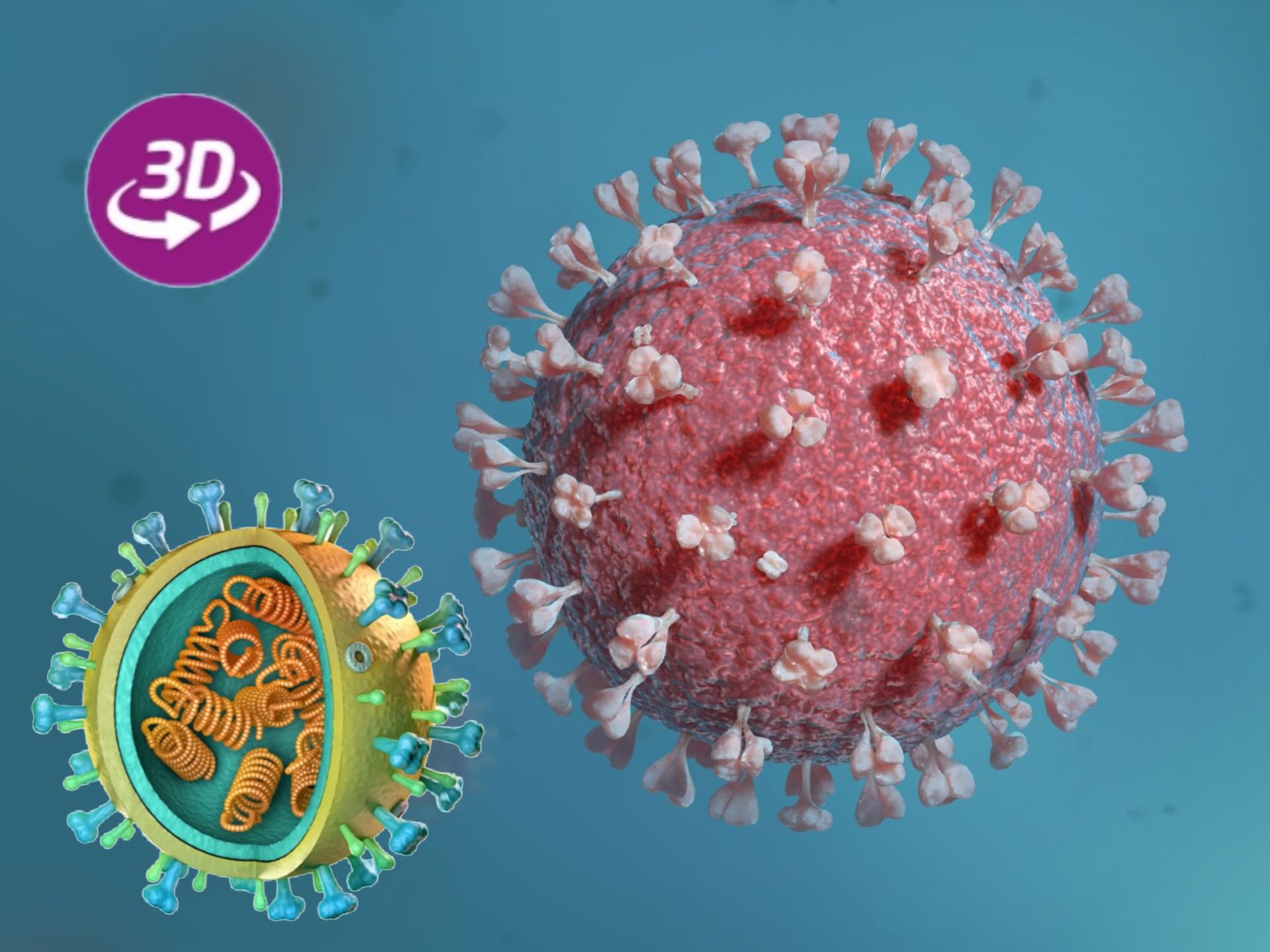 直击甲流,3D动画微观解剖:为什么甲流很难消灭?以及流感的传播机制...