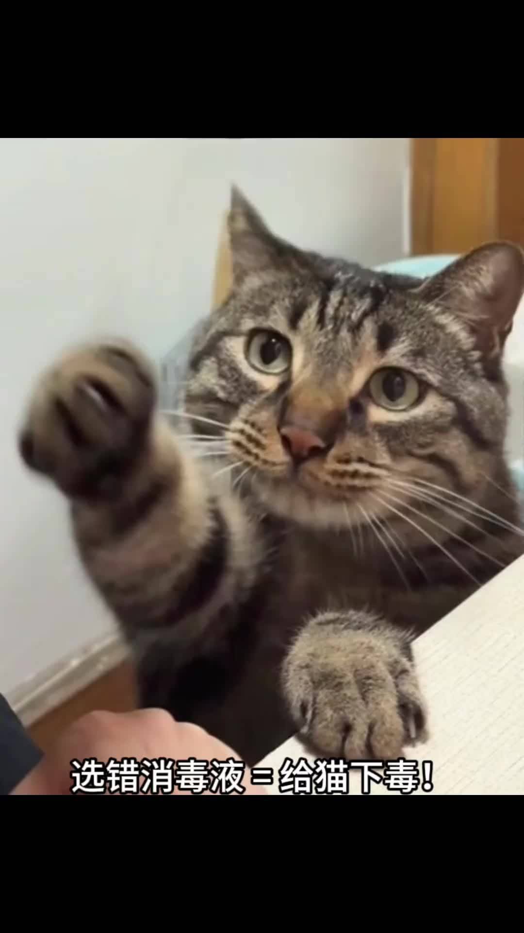 养宠家庭消毒液选这个就对啦