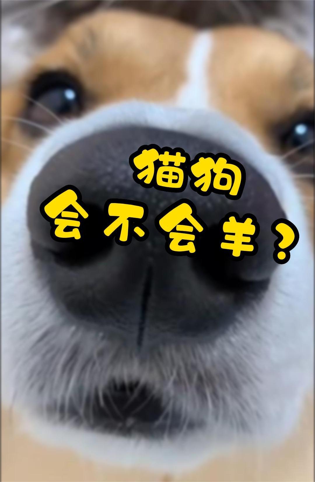 你还在担心宠物会传染新冠病毒吗