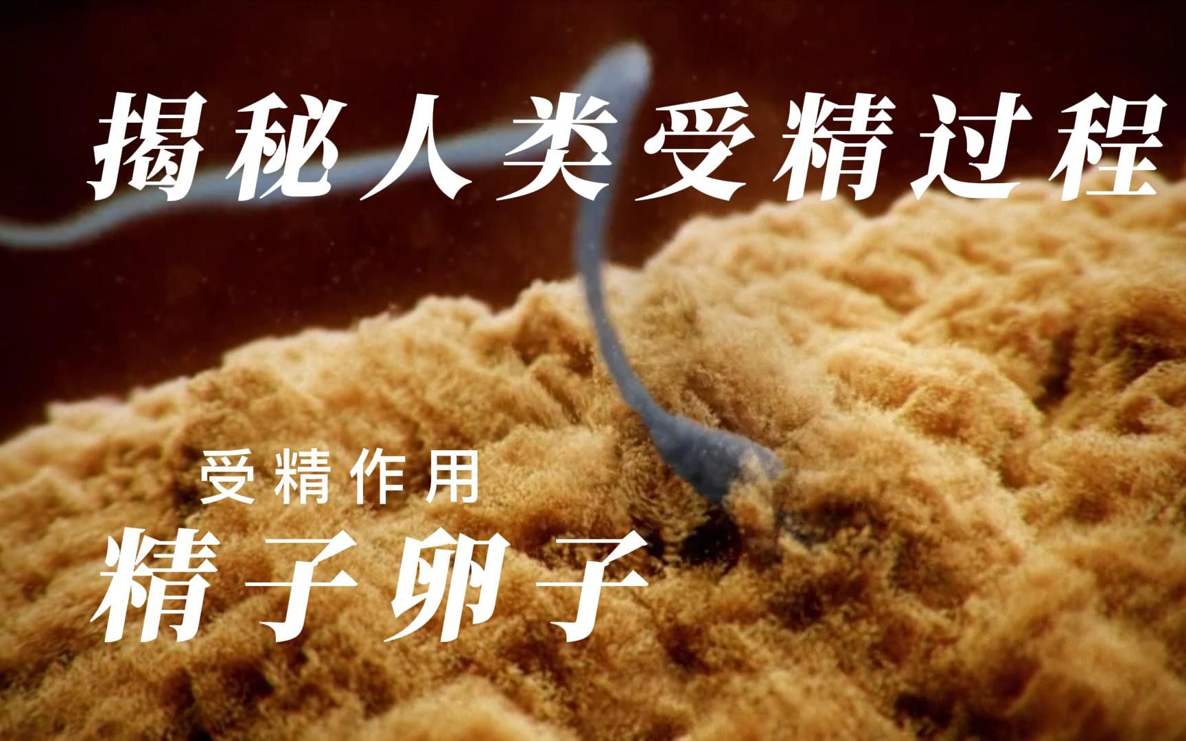 【科普】揭秘人类受精过程 精子卵子是如何结合的 受精作用