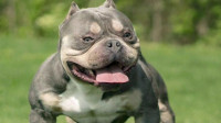 美国恶霸犬和比特犬有什么区别?恶霸犬打不过比特犬,是真的吗?