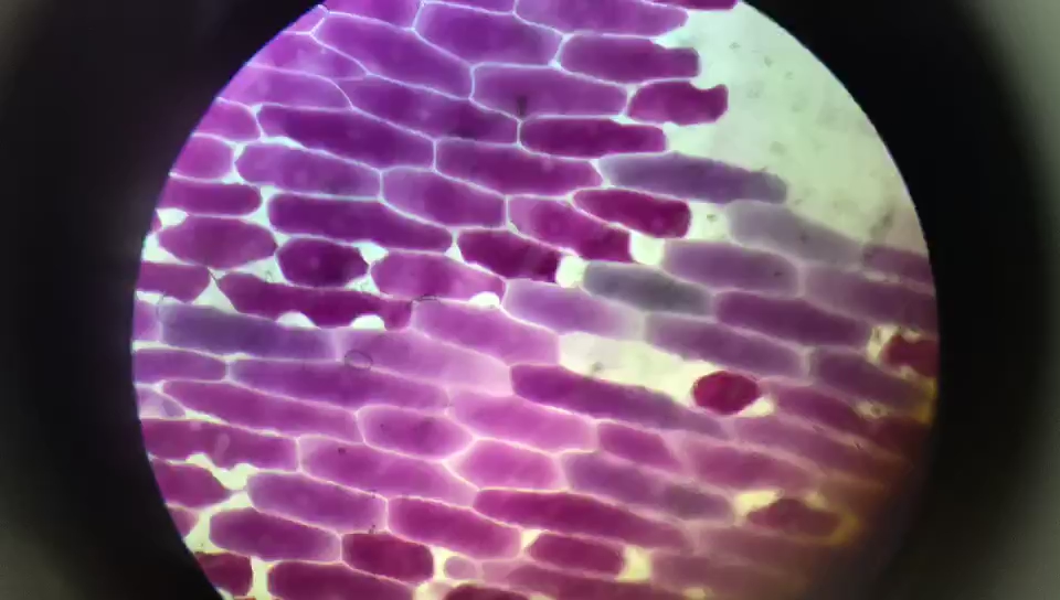 【实验】高中生物质壁分离实验观察