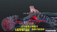 3D动画演示:当你实施心肺复苏时,被救者体内发生的变化