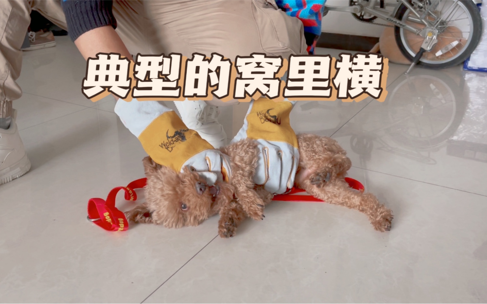 第二集 很多咬人的狗狗都是窝里横 这只泰迪就是典型的案例,对待家人...