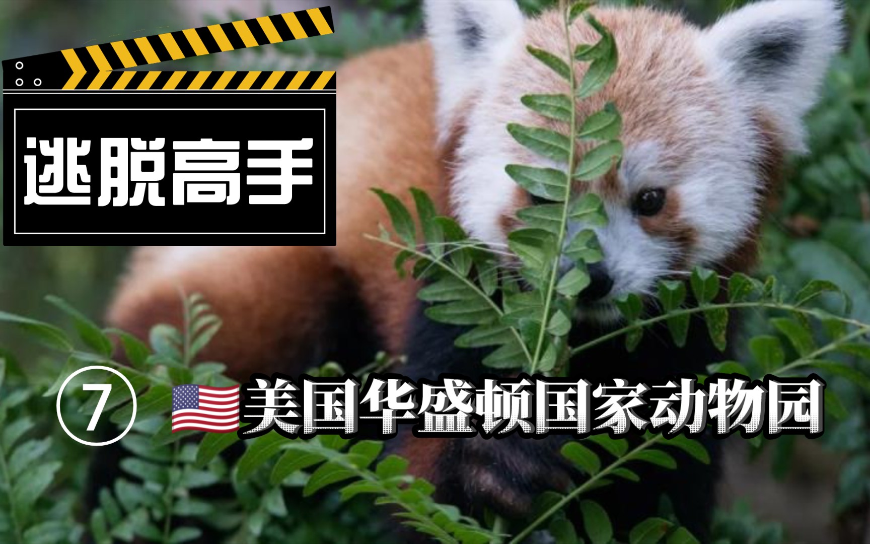 逃脱高手系列之七:美国华盛顿国家动物园的小熊猫【趣闻】