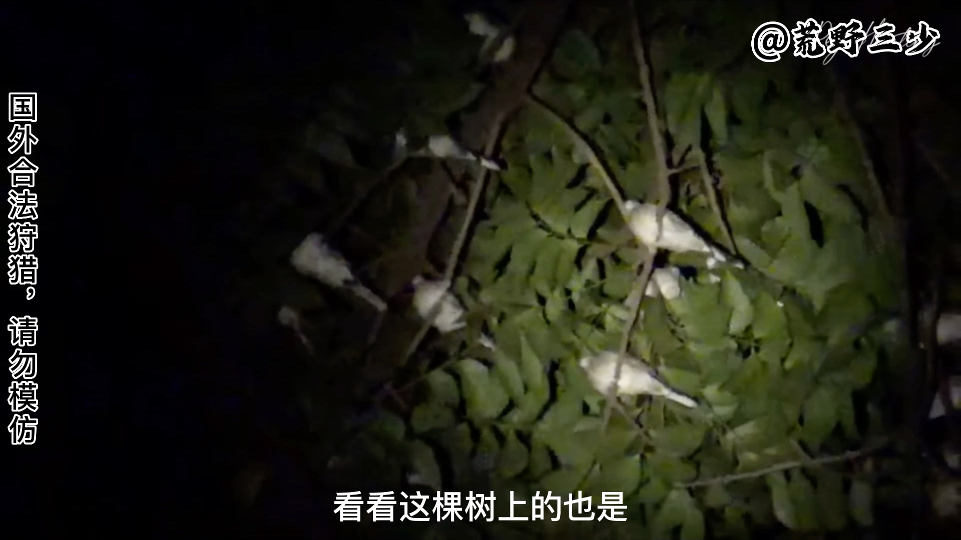 看看国外印度尼西亚的小伙,是怎么夜间狩猎的,看了让人羡慕不已
