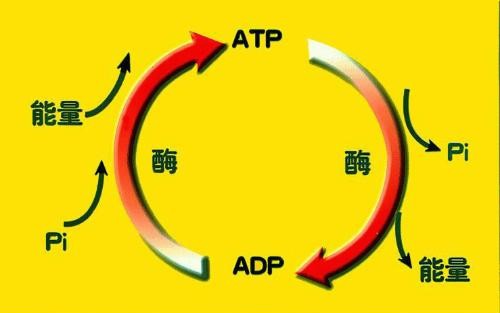 [高中生物必修一]二十分钟解决ATP基础知识点