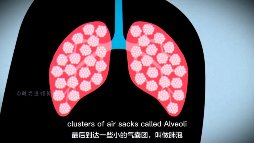 科普小动画,为什么肺炎如此危险?
