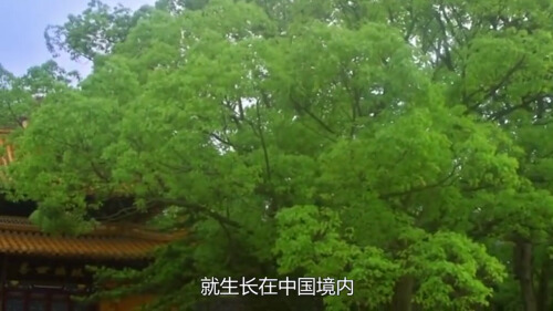 全球仅剩一颗的树,就生长在我国境内,珍惜程度比任何国宝都高