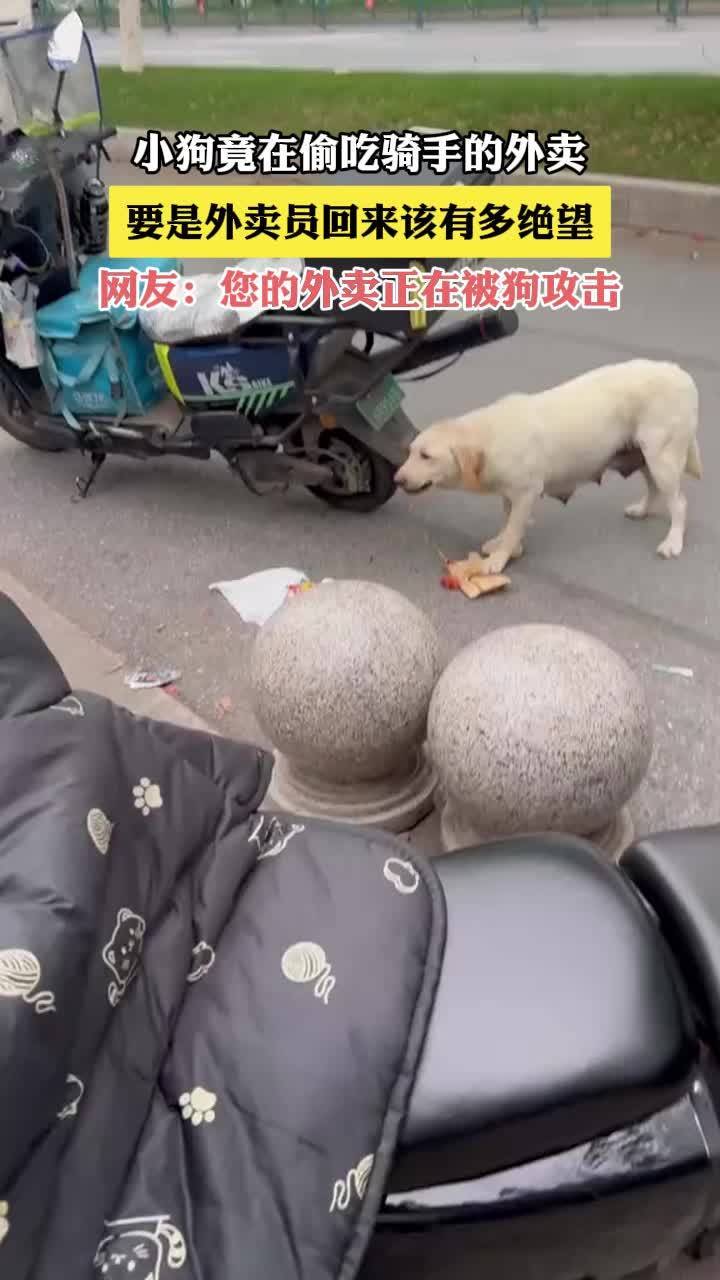 小狗竟在偷吃骑手的外卖,要是外卖员回来该有多绝望。
