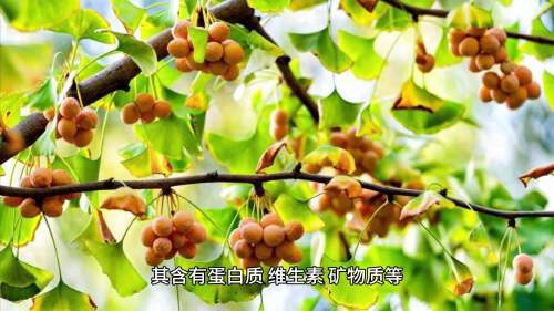 1832.白果是银杏的果实吗