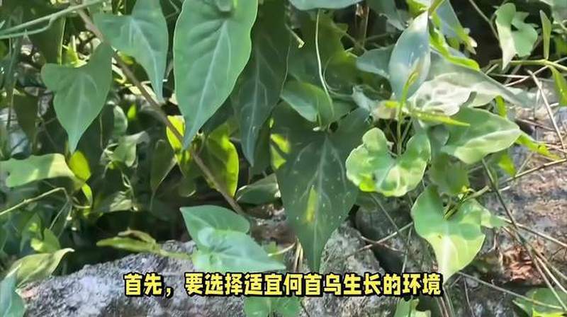 何首乌种植技术与栽培管理