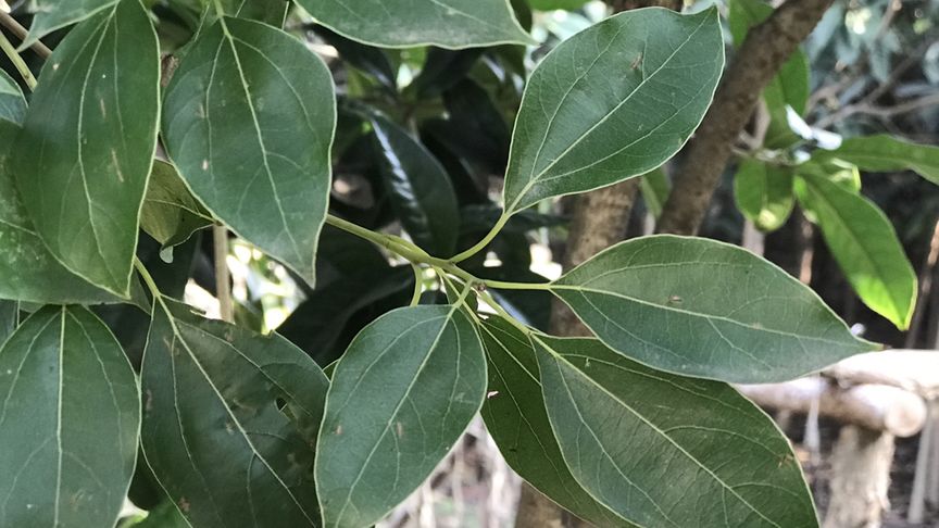 很多人都认识“香樟树”，但不知道它的妙用？来了解一下
