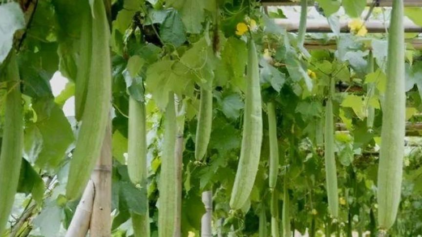 丝瓜生长期用它喷一喷,丝瓜结的多,又长又嫩