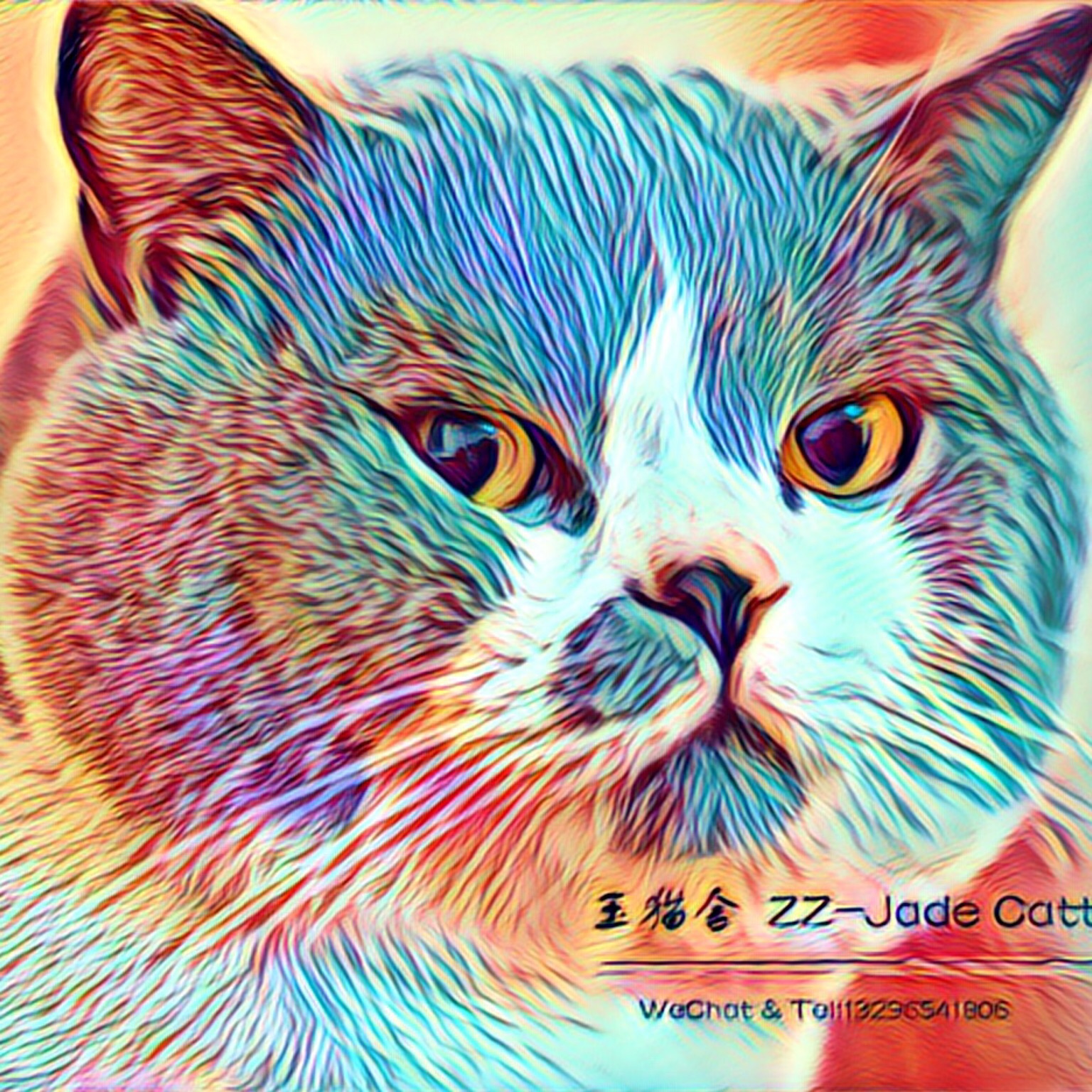 宠物摄影师牛牛 