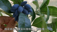 桂花结果很稀奇?湖南农村很少见,原来桂花果有大用途