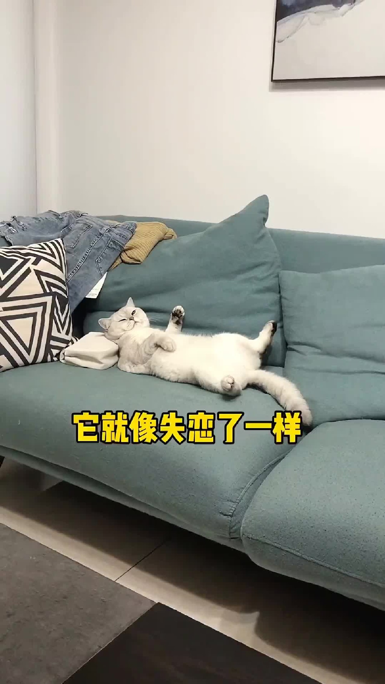 #猫咪 小小脑袋 装的全是我对象#萌宠出道计划 #十一萌宠