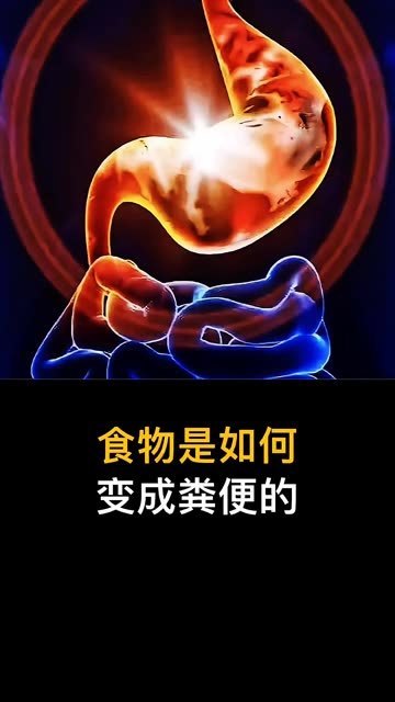 你知道吃下去的食物是怎么消化的吗