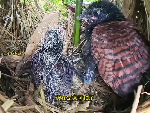 饥饿的大鸟欺负小鸟世界鸟神奇在这里