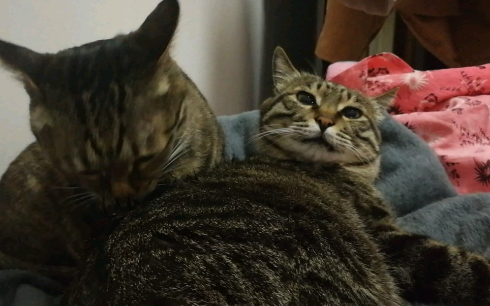 【叮叮当当咚咚】夜深人静舔舔舔