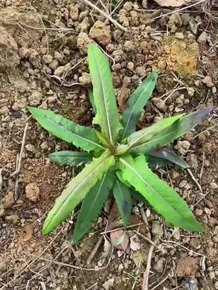 #植物#我的乡村生活 #记录我的农村生活 #万物生长