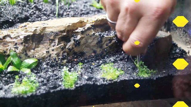 生态鱼缸制作!看似简单的材料,做出来的鱼缸很美,佩服!