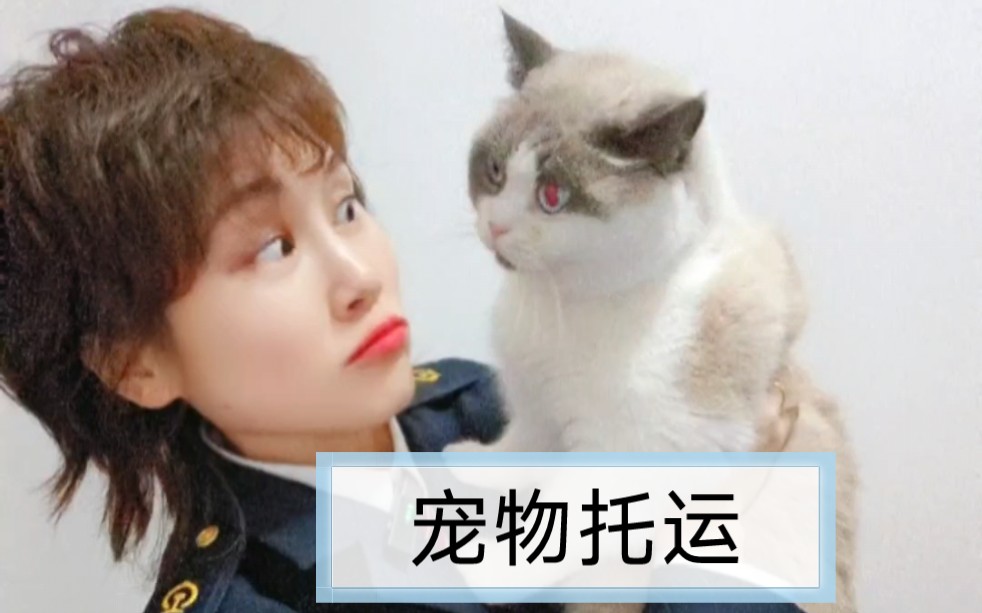 宠物怎么坐火车?坐火车怎么办理宠物托运?流程来咯。