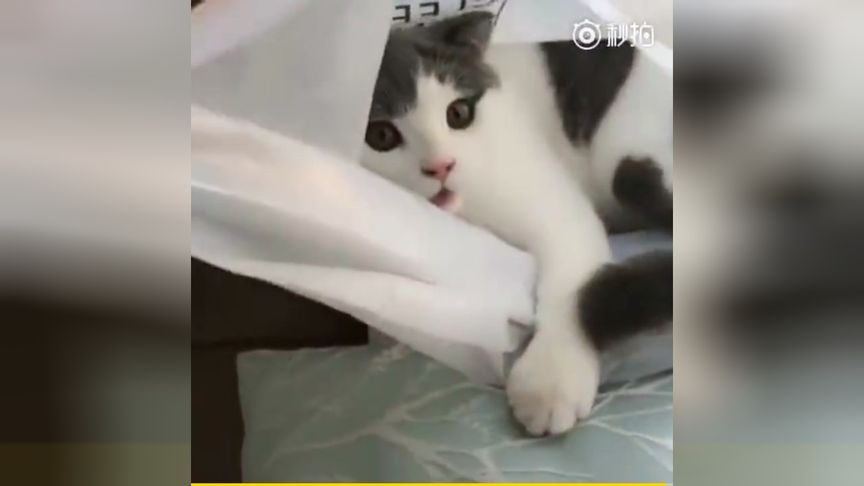 告诉你一个正确抓猫的方法