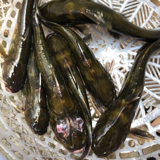 阿鸿的小猫 