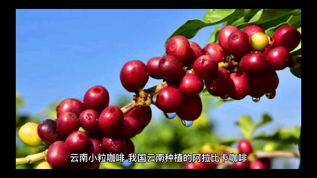 喜欢精品咖啡更多的选择云南小粒咖啡?来自咖啡原产地的小花一起探秘