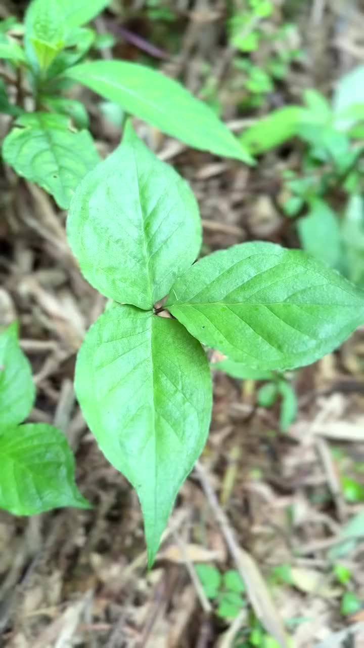 一把伞南星也叫打蛇棒