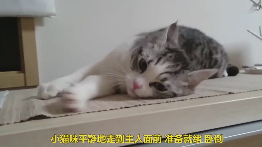 在主人面前撒娇卖萌的猫咪,原来是想吃零食