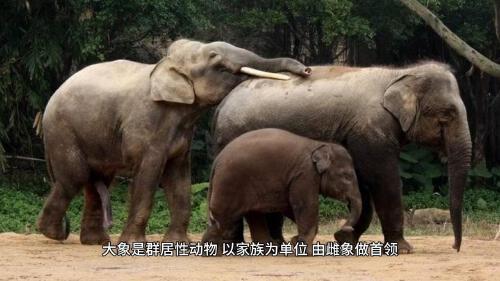 考考你对大象了解有多少!