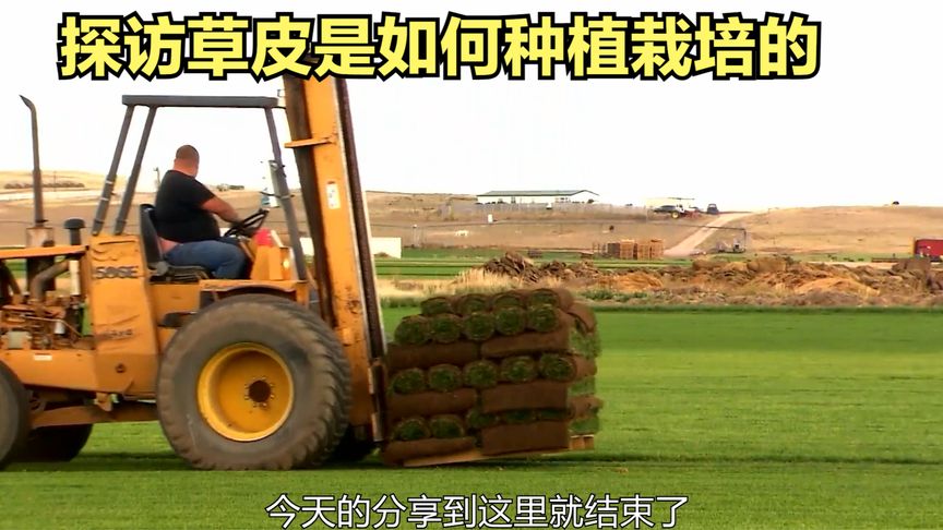 探访商业草皮是如何种植栽培的