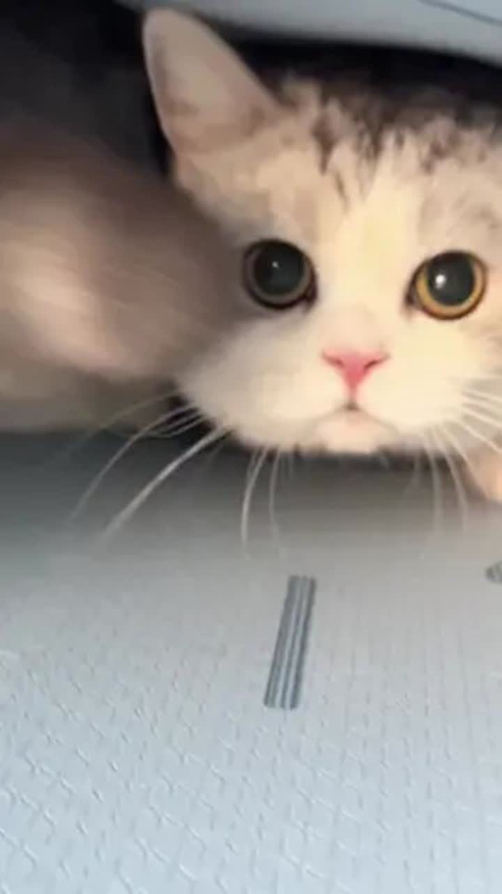 你终于来了萌宠出道计划 小猫咪怼脸杀视频