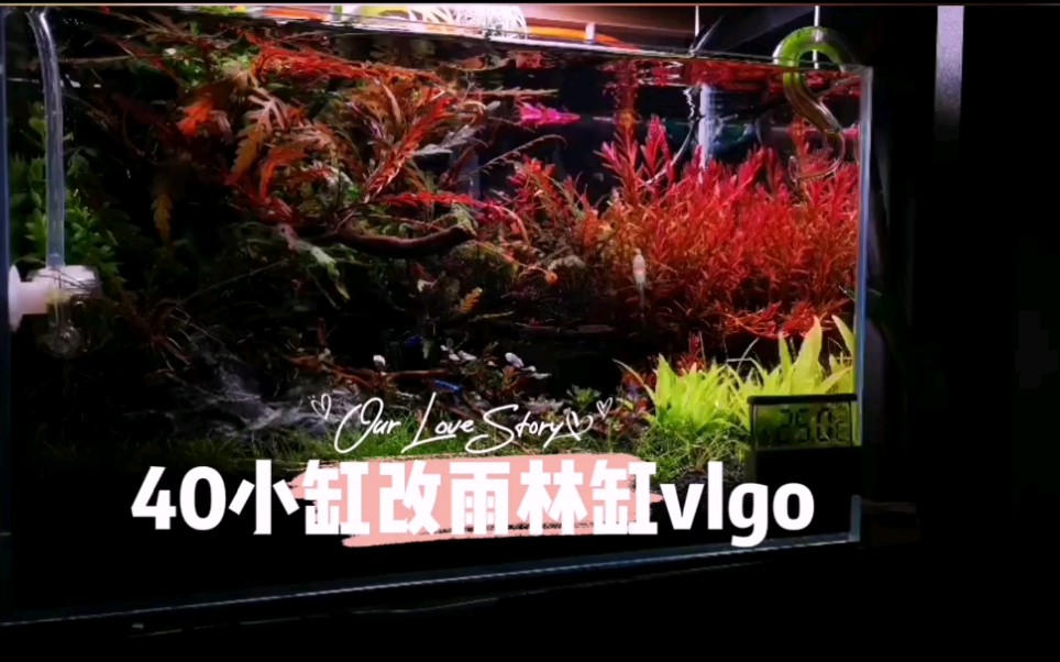 40小缸改雨林缸vlgo 带教程