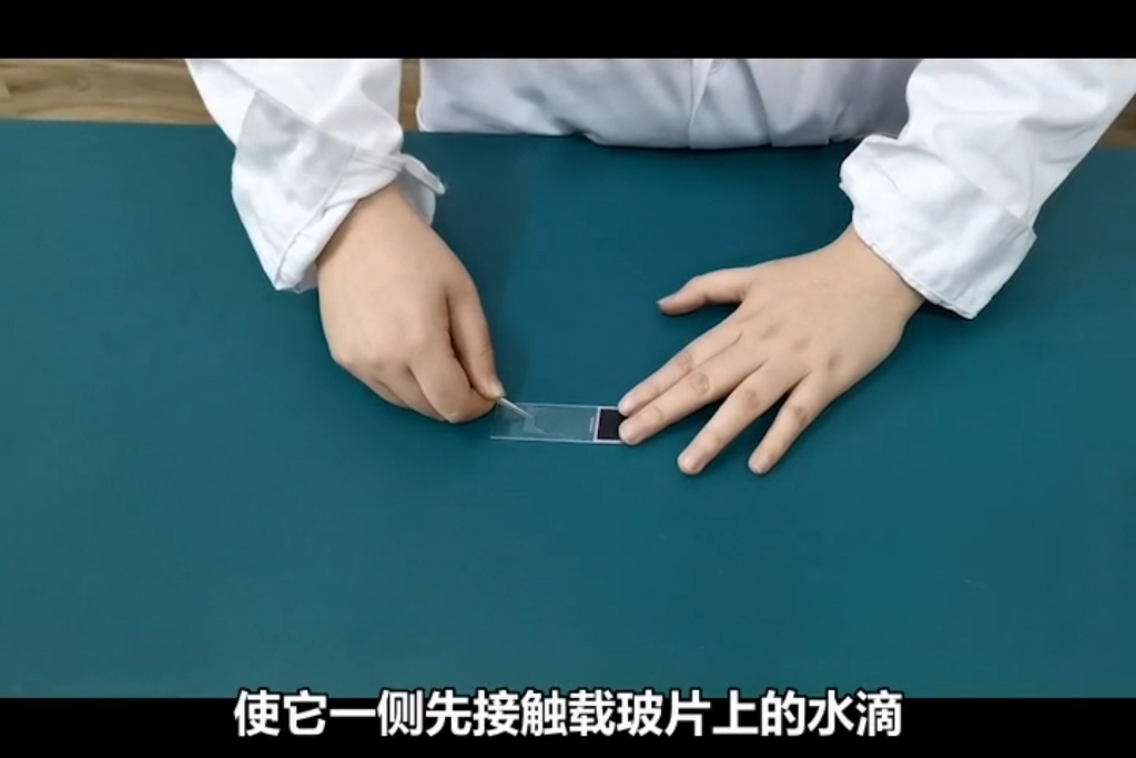 初中生物实验(洋葱)