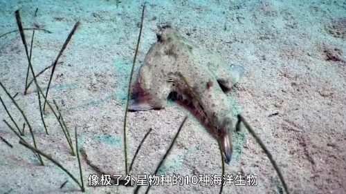 像极了外星物种的十种海洋生物,尤其是第一种千万别被吓到(1)科普...