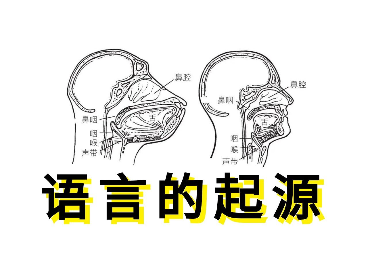 人类的语言是如何诞生的?人类语言到底在哪个时期产生的?(语言进化)